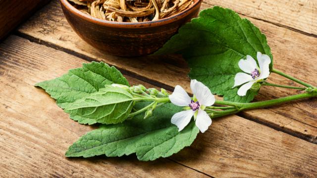 Лечебна ружа и маточина помагат при лечение на белодробен емфизем ...