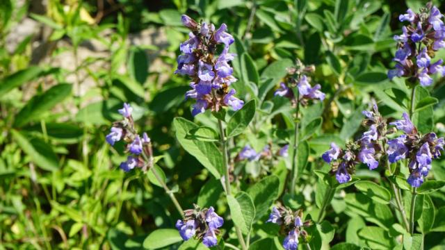 Отвари и приятна вана с билката градински чай - Алтернативна медицина