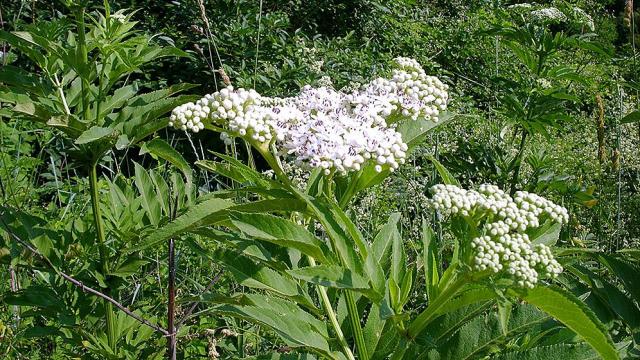 Билкови рецепти при камъни в бъбреците и в жлъчката - Алтернативна медицина
